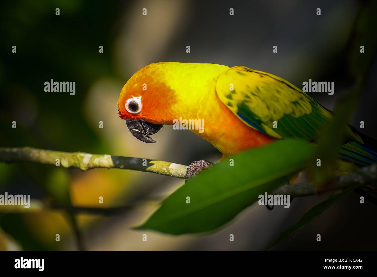 Golden conure parakeet hi-res stock photography and images - Alamy