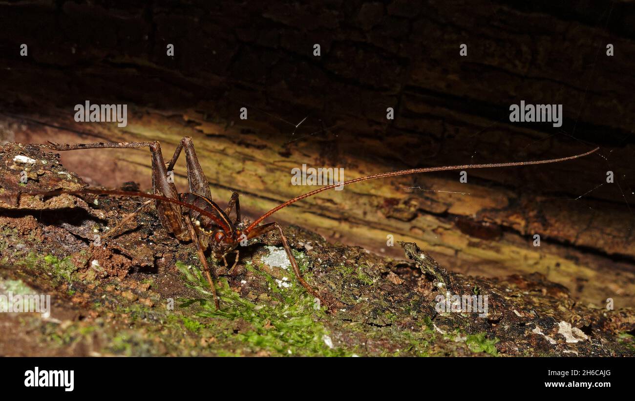 Tree Weta with very long antennae. Endemic insect of New Zealand Stock ...
