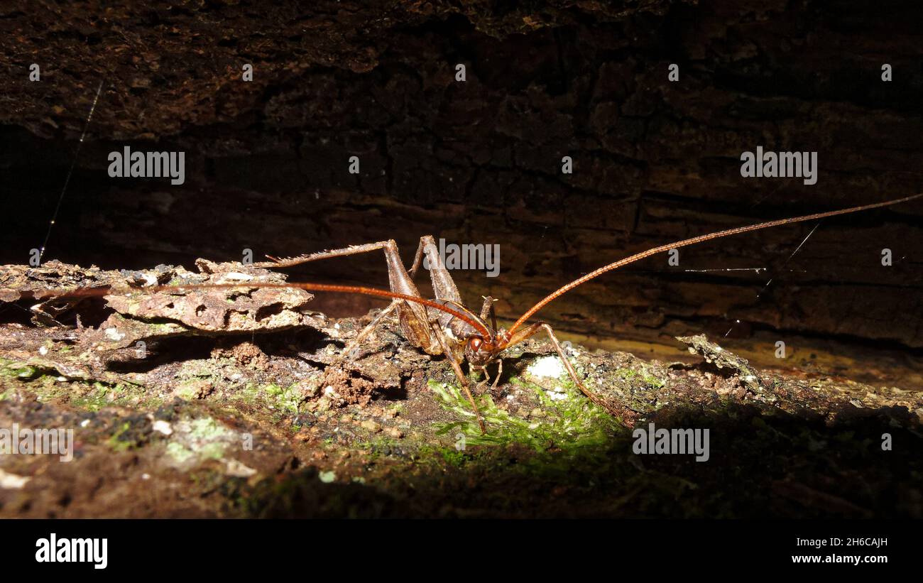 Tree Weta with very long antenna. Endemic insect of New Zealand ...