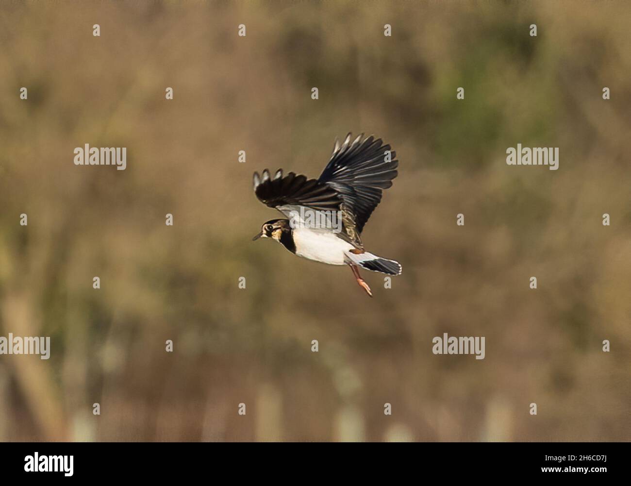 Lawing hi-res stock photography and images - Alamy