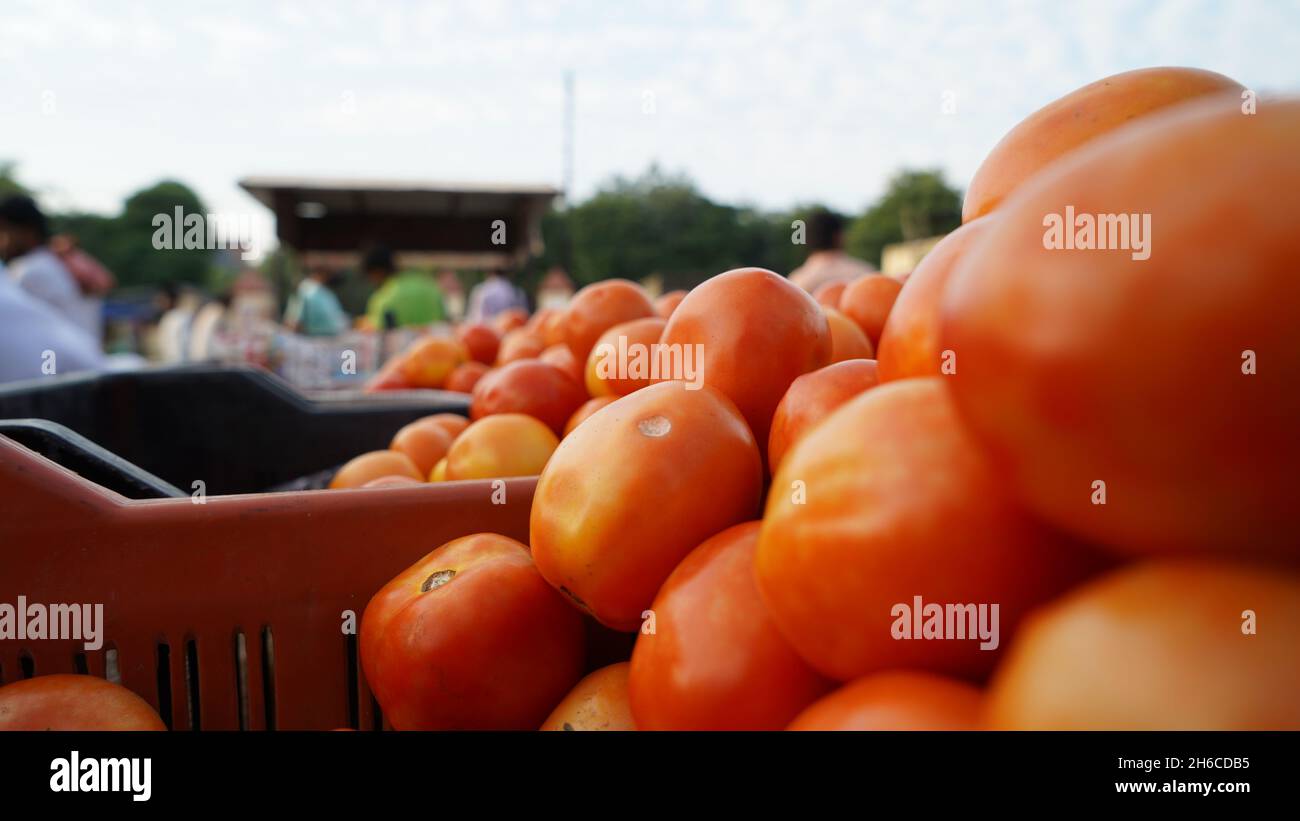 High-Resolution Image: Tomato and Tomato Seller at a Vibrant Indian ...