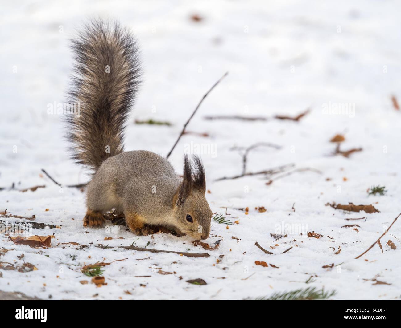 Sciurus vulgaris hides nuts hi-res stock photography and images - Alamy