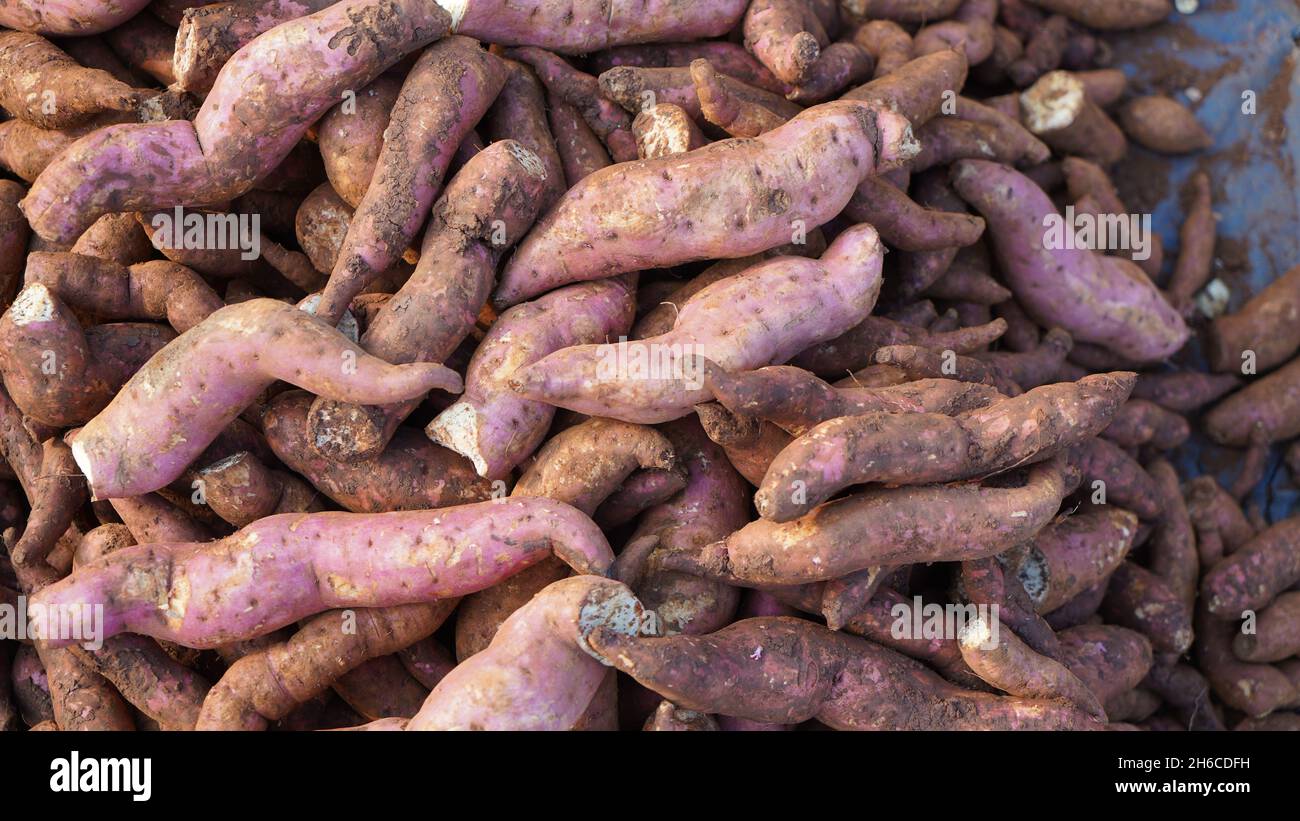 High-Resolution Image: Fresh Orange Sweet Potatoes #bakedsweetpotato ...