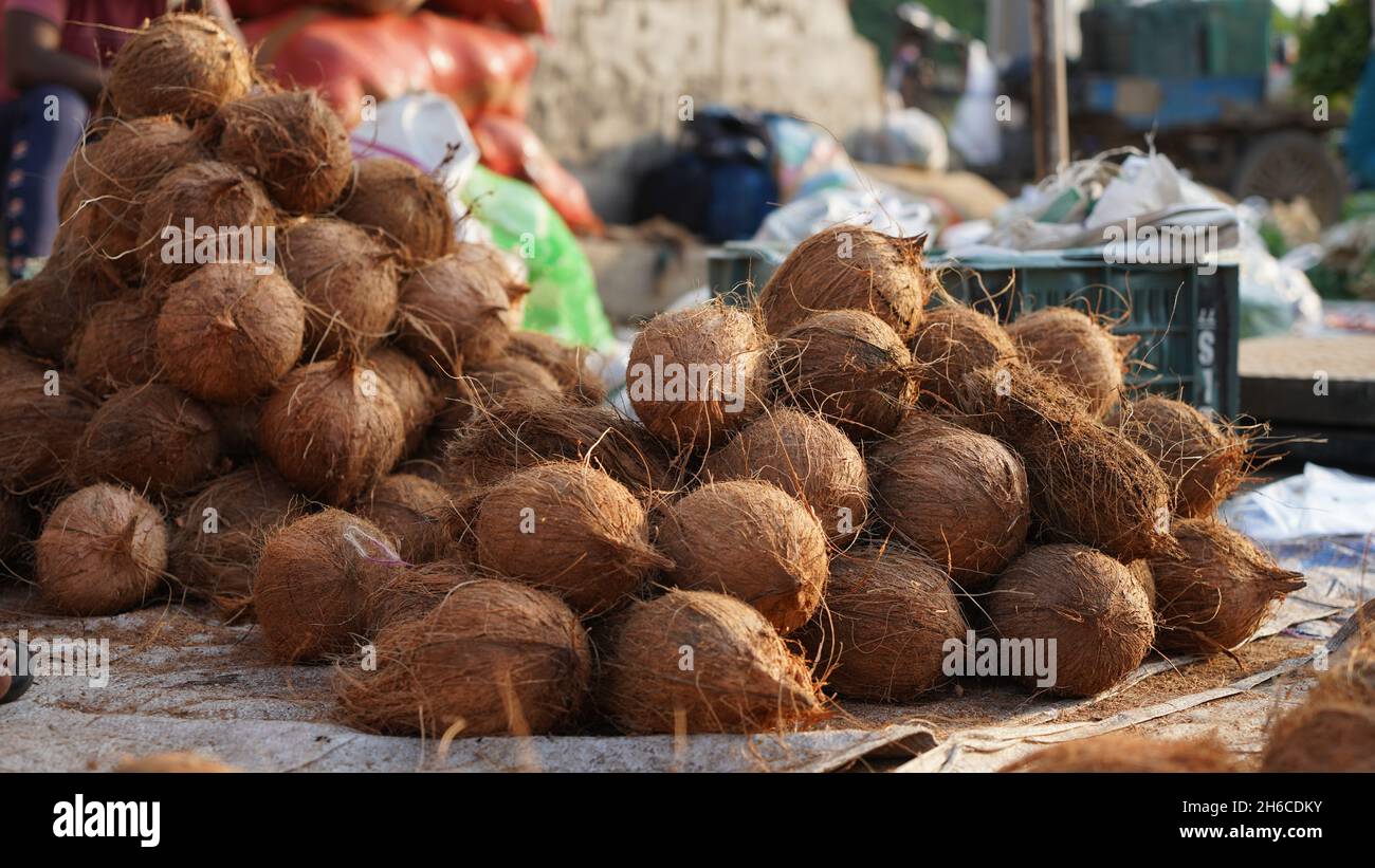 High-quality images of raw and ripe coconuts Stock Photo - Alamy