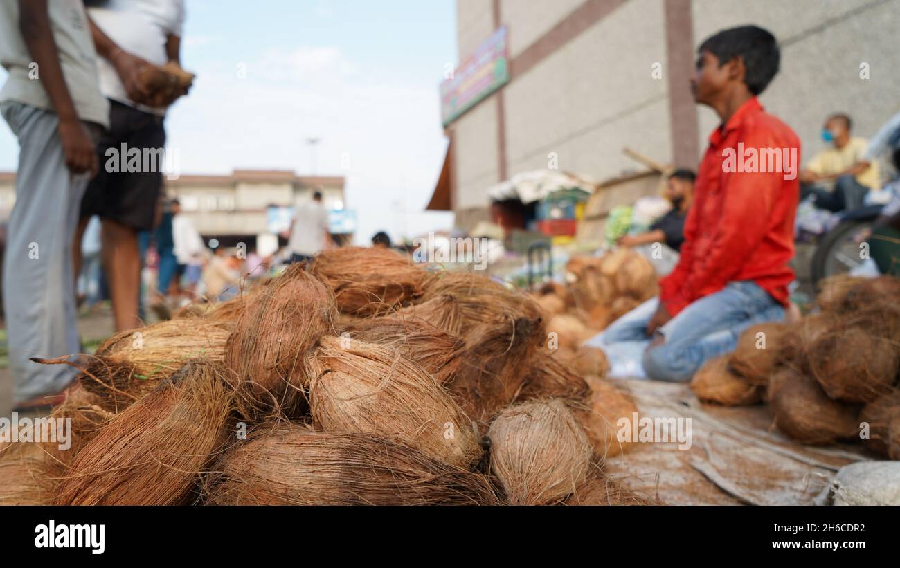High-quality images of raw and ripe coconuts Stock Photo - Alamy