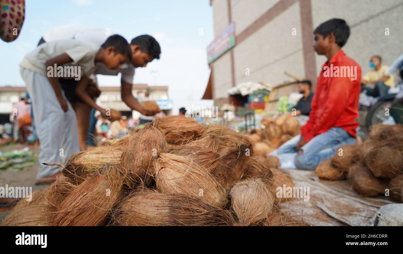 High-quality images of raw and ripe coconuts Stock Photo - Alamy