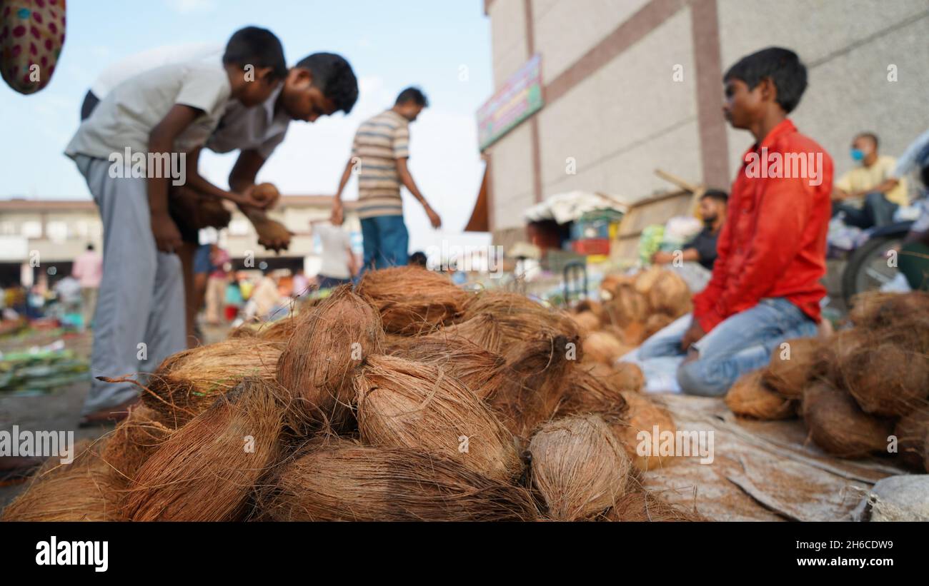 High-quality images of raw and ripe coconuts Stock Photo - Alamy