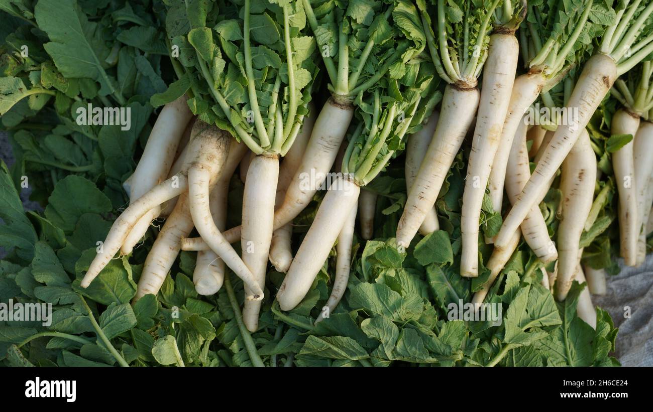High-Resolution Image: Fresh Radishes (Mooli) at a Vibrant Indian ...