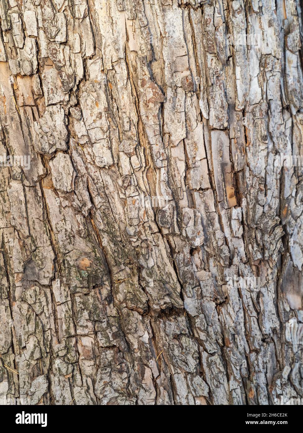 The texture of the bark of an old apple tree. Detailed bark texture ...