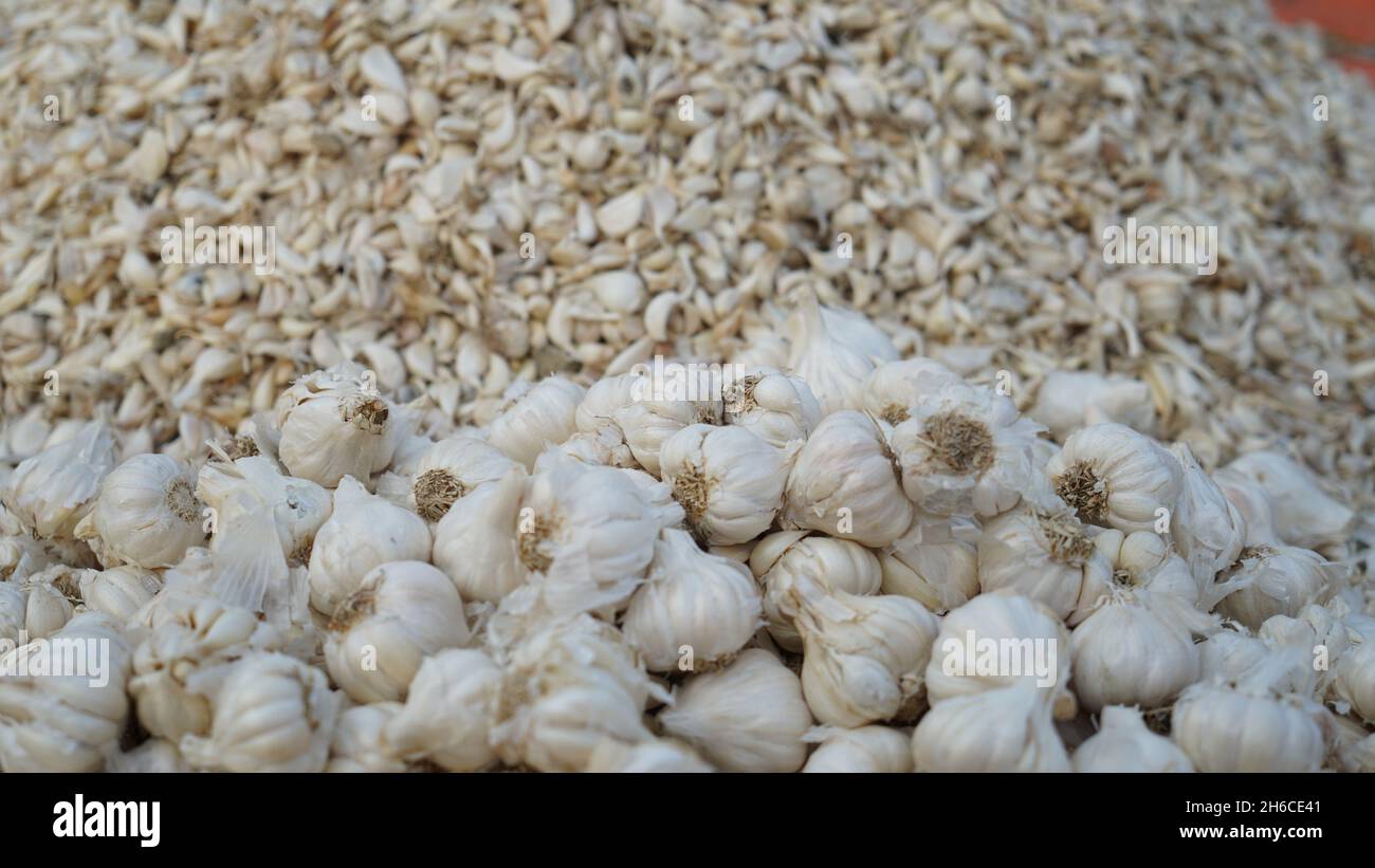 full bunch of garlic with firm white bulbs and vibrant green scapes ...