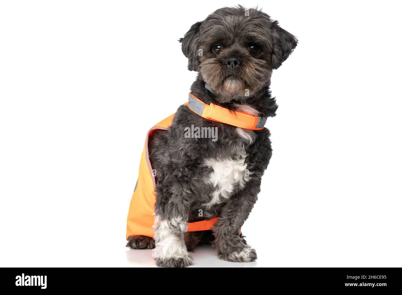 little metis dog wearing a reflective vest, sitting and looking away on ...