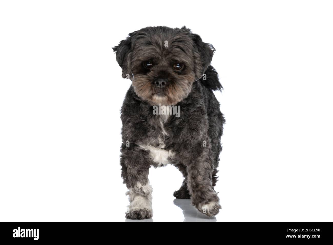 cute little metis dog walking towards the camera against white studio ...