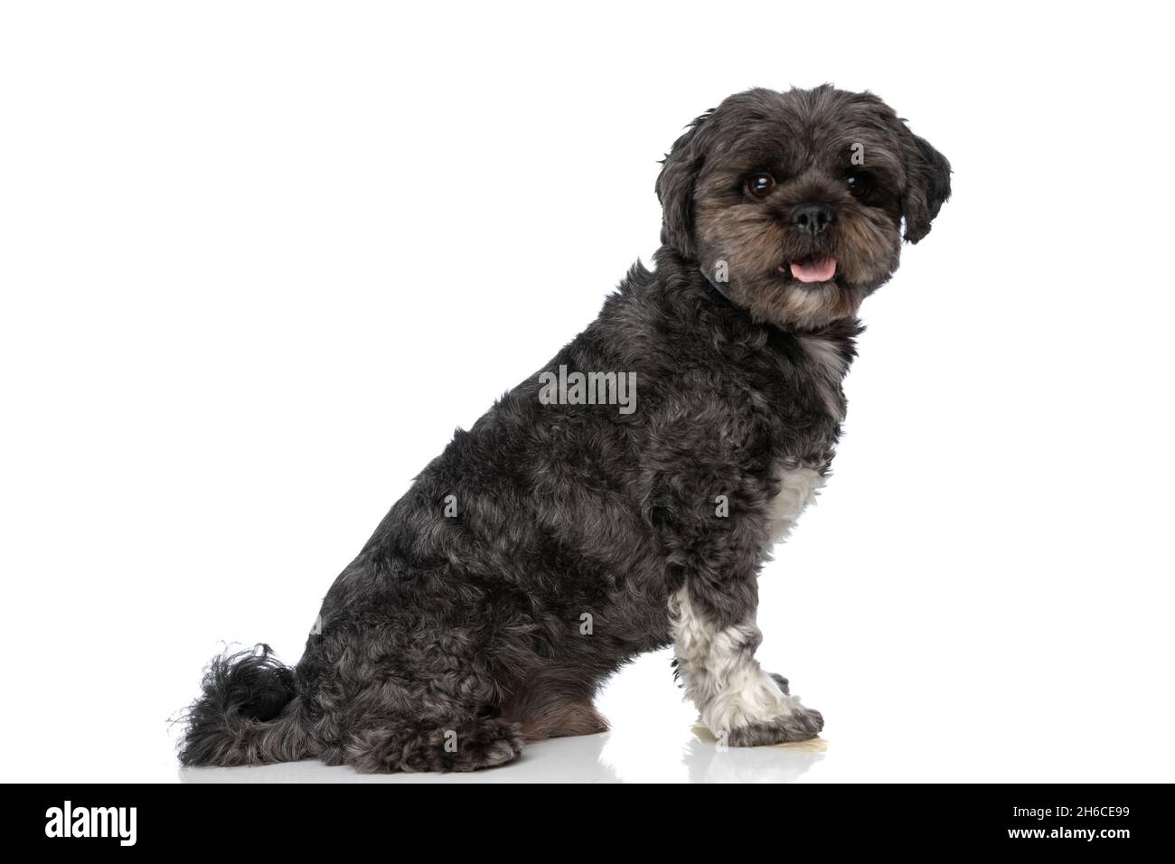 side view of a happy metis dog sticking out tongue and sitting against ...