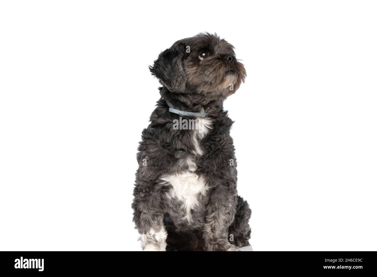 sweet metis dog wearing a leash, looking up and sitting on white ...