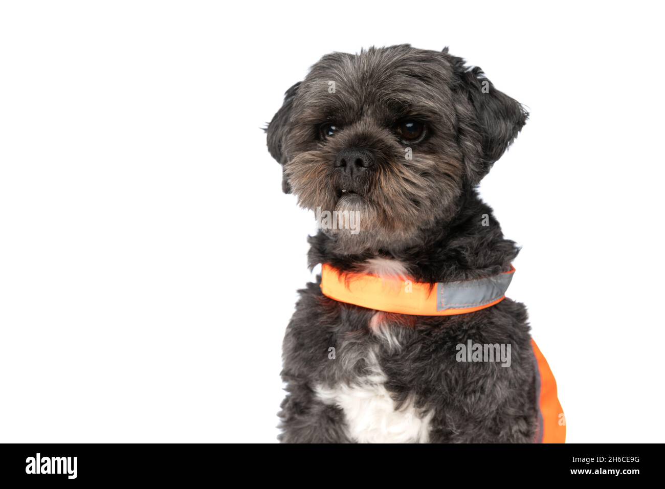 cute metis dog wearing a reflective vest and looking away on white ...