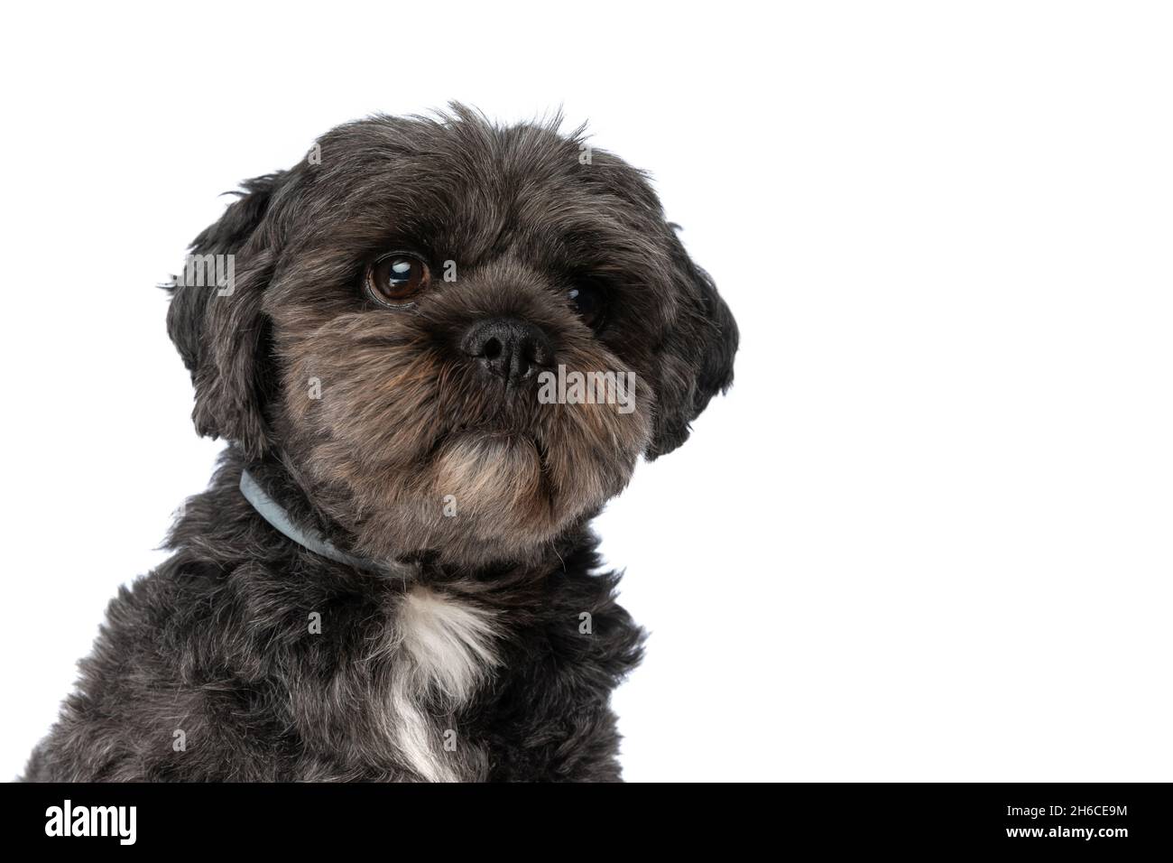 close up on a beautiful metis dog looking away and wearing a leash ...
