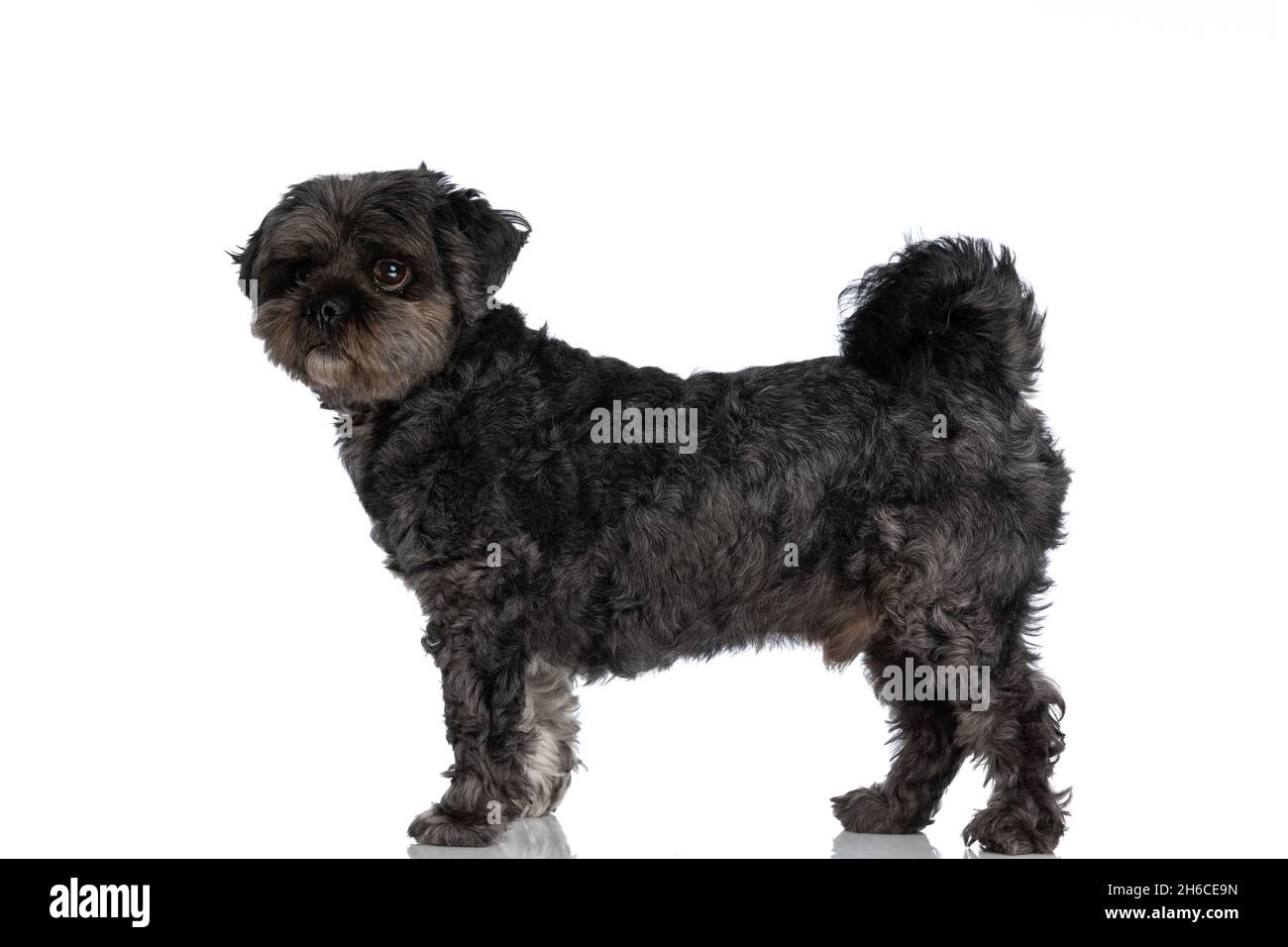 side view of a sweet metis dog standing against white background and ...