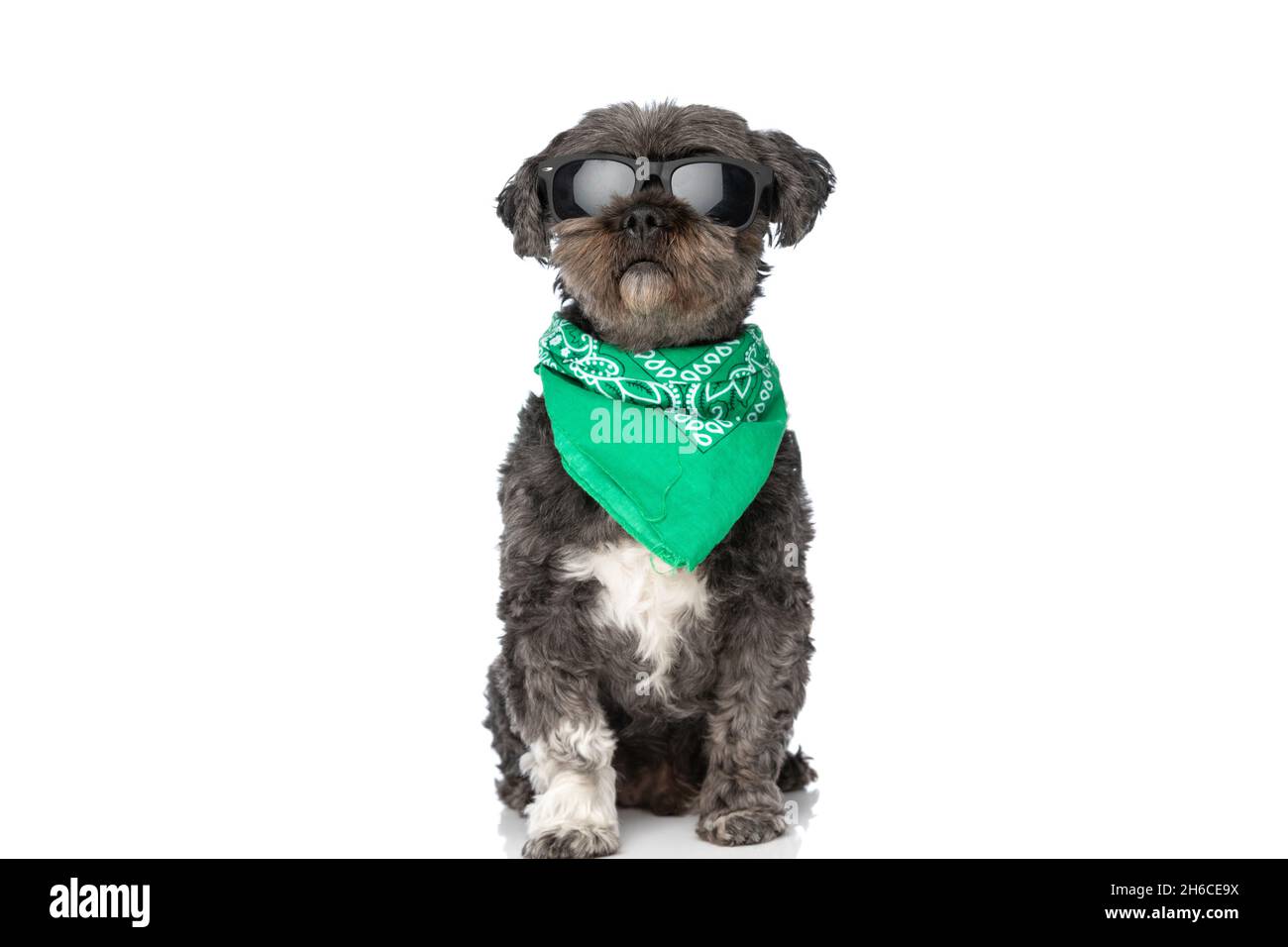seated little metis dog wearing a green bandana and sunglasses on white ...