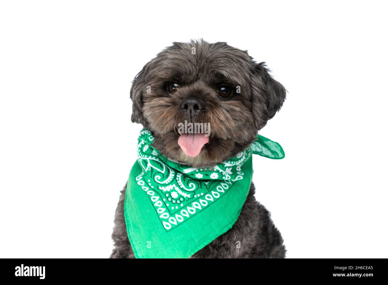 seated cute metis dog sticking out tongue, wearing a green bandana on ...