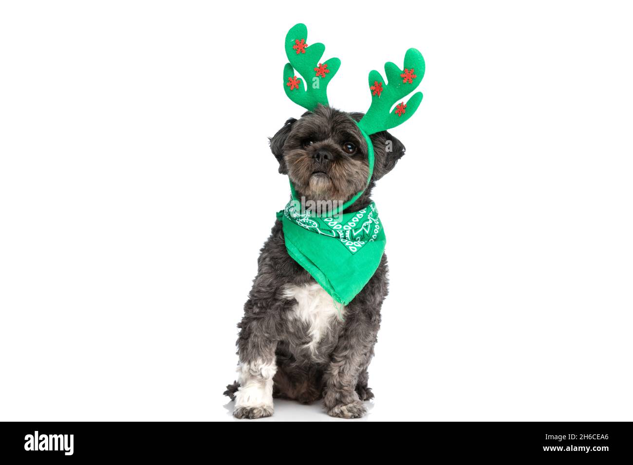 little metis dog wearing reindeer horns and a green bandana at neck on ...