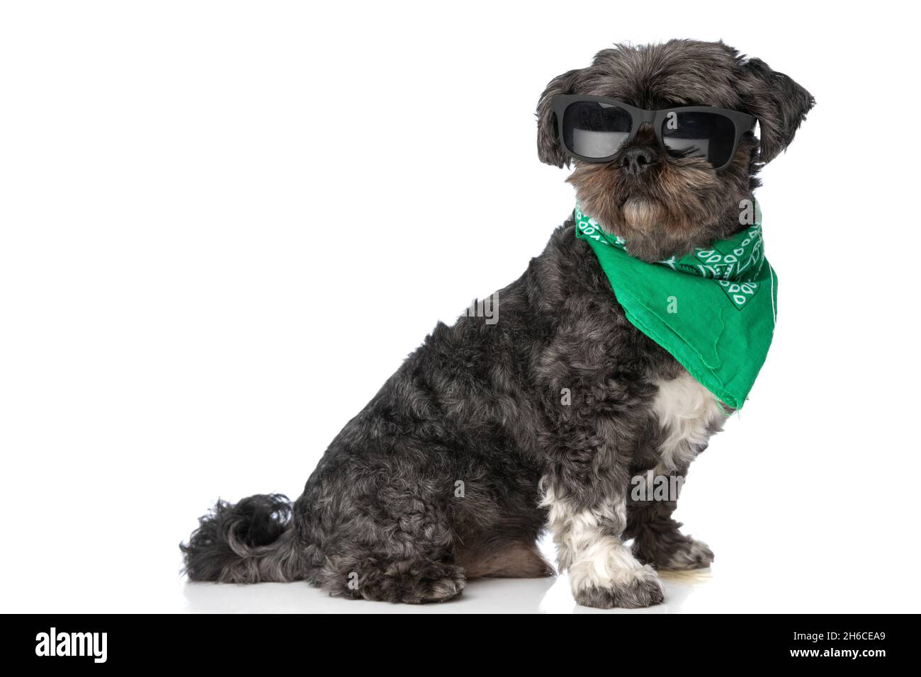 side view of a beautiful metis dog wearing cool sunglasses and a green ...