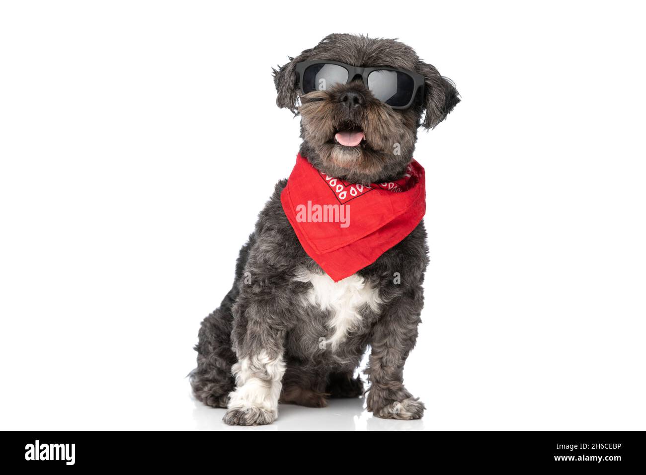 cool seated metis dog wearing sunglasses, a red bandana and panting on ...
