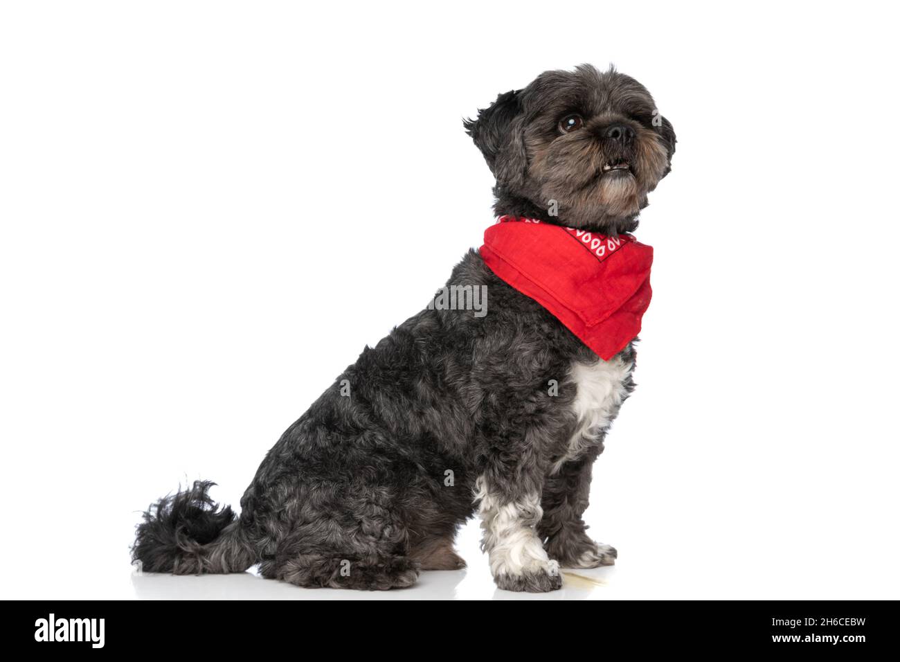 seated little metis dog showing his teeth and wearing a red bandana on ...