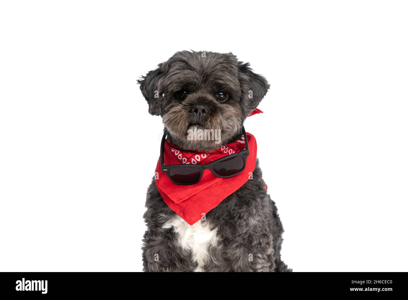 seated cute metis dog wearing sunglasses and bandana at neck against ...