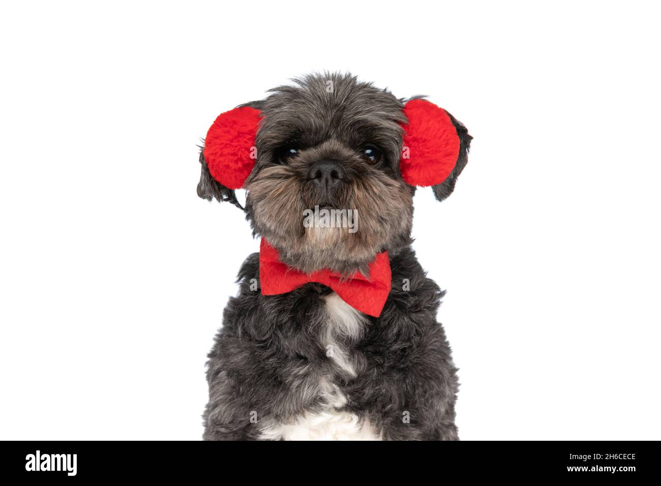 adorable little metis dog wearing a red bowtie and headphones against ...
