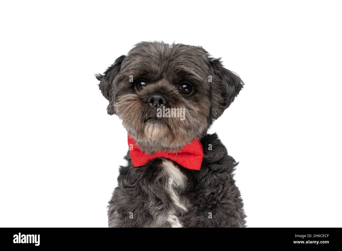 close up on a cute metis dog wearing a red bowtie and sitting against ...