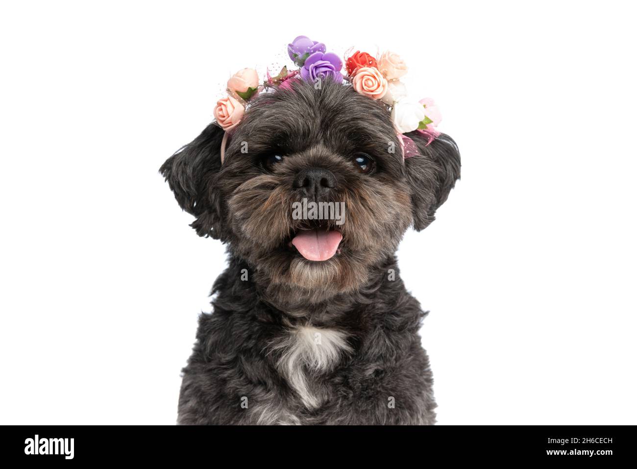 small metis dog wearing a headband of flowers and sticking his tongue ...