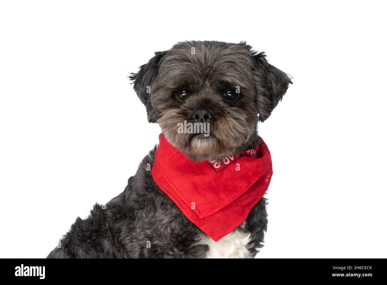 sweet metis dog wearing a red bandana and looking at the camera with ...