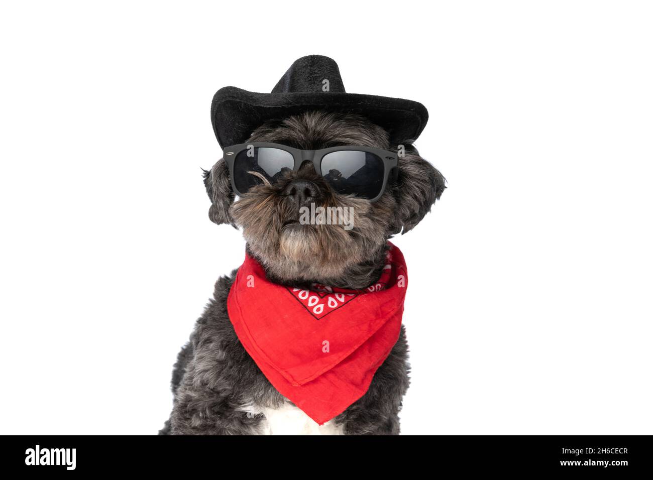 beautiful metis dog wearing a black hat on head, sunglasses on eyes and ...