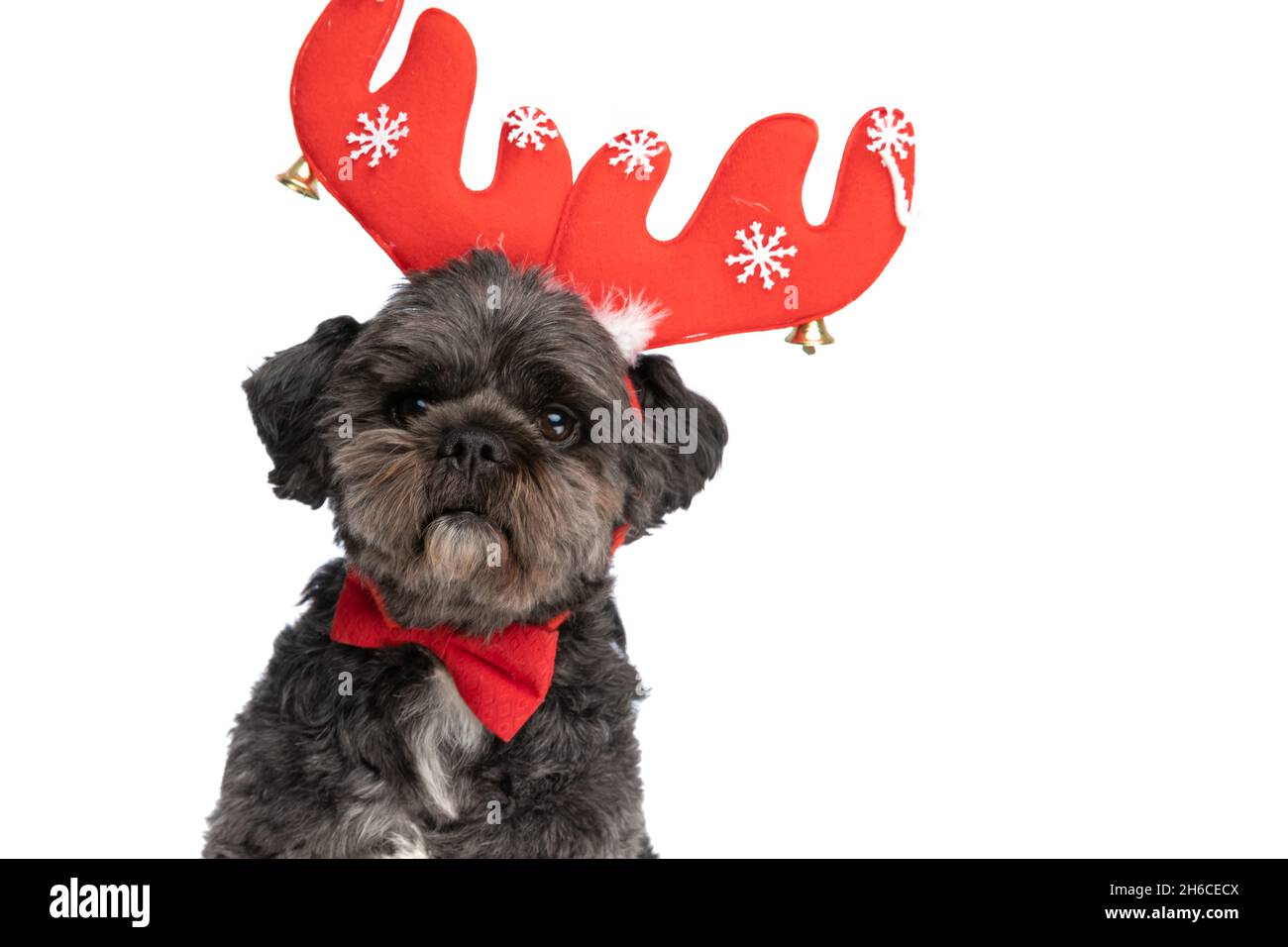 beautiful metis dog wearing red reindeer horns and bowtie against white ...