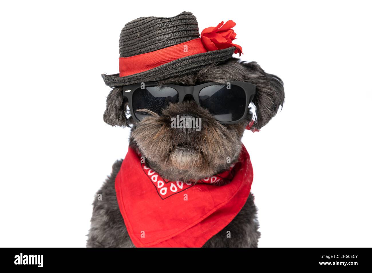 cool metis dog with style is wearing a black hat, sunglasses and a red ...