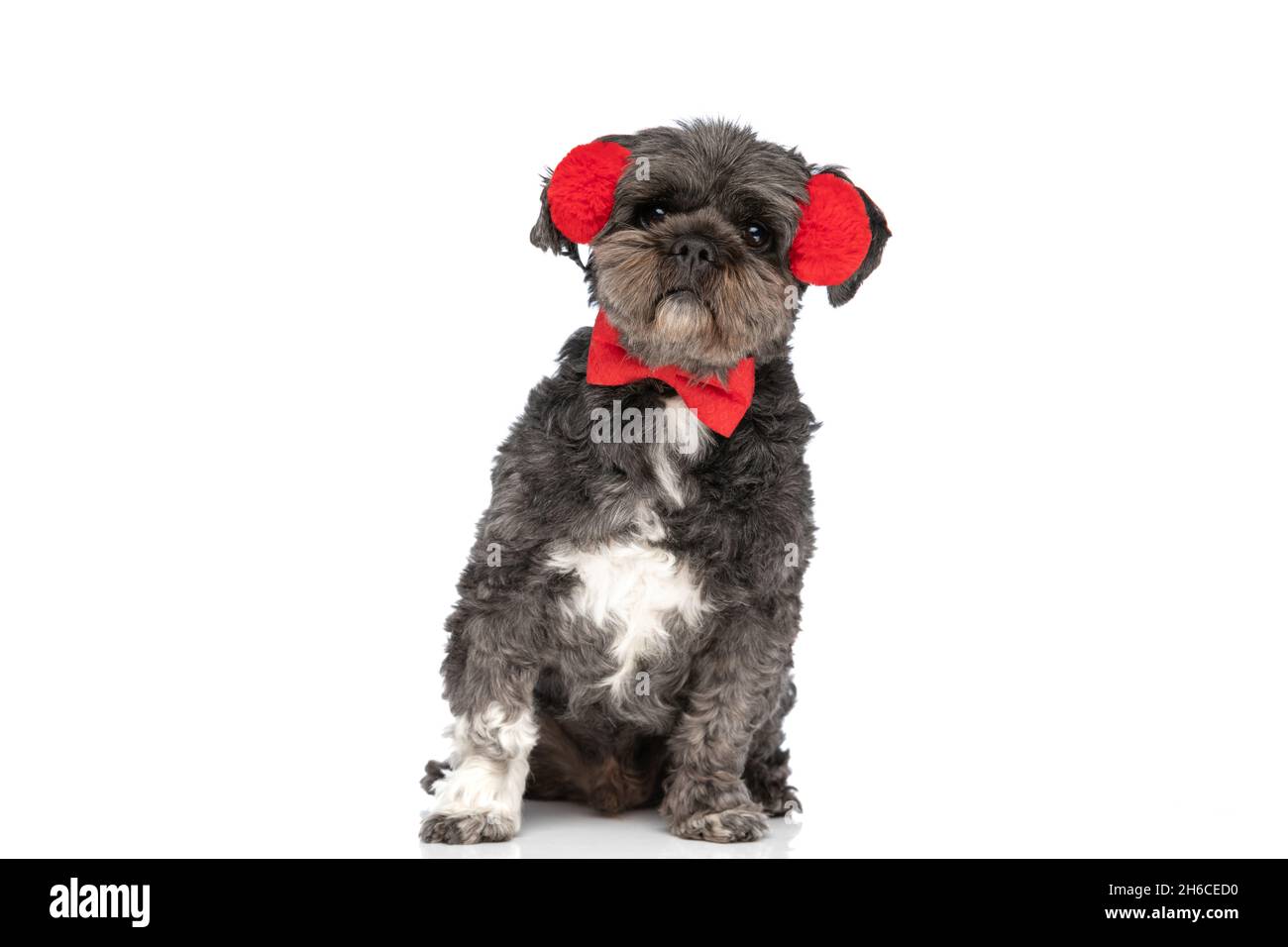 beautiful metis dog wearing red fluffy headphones and bowtie against ...