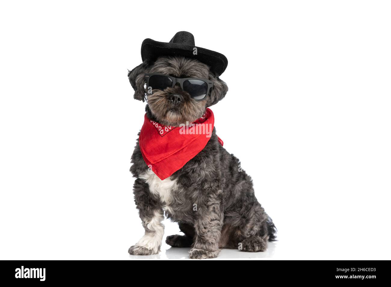 cool metis dog with tough attitude is posing with his hat and ...
