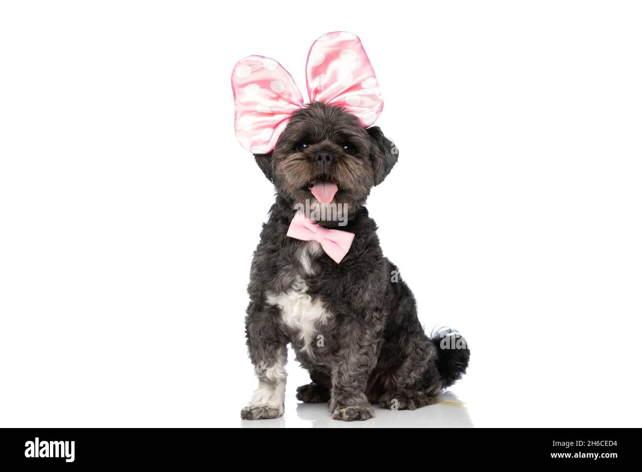 adorable metis dog sticking out tongue at the camera, wearing a pink ...