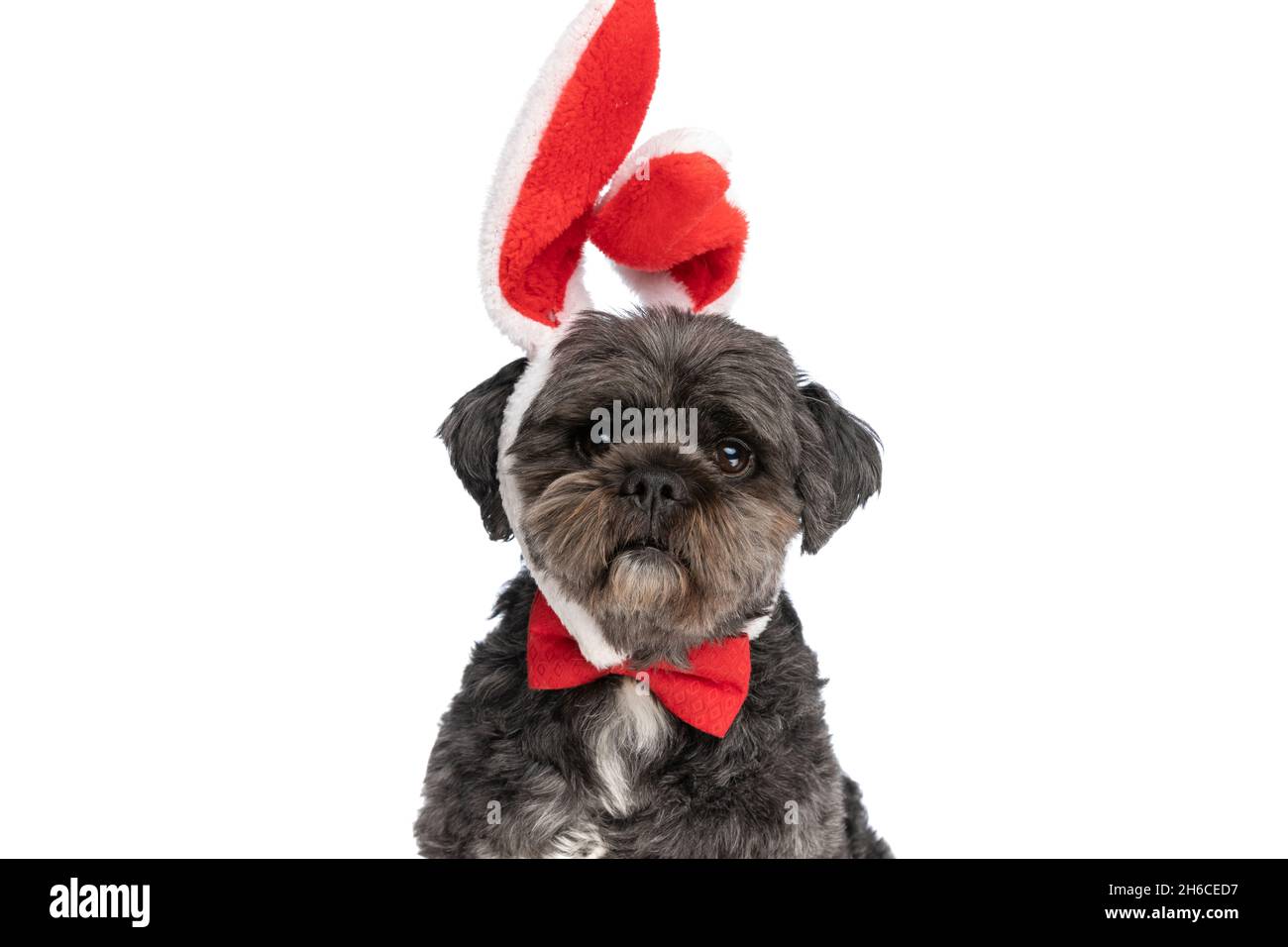 beautiful metis dog wearing a red bowtie and bunny ears against white ...