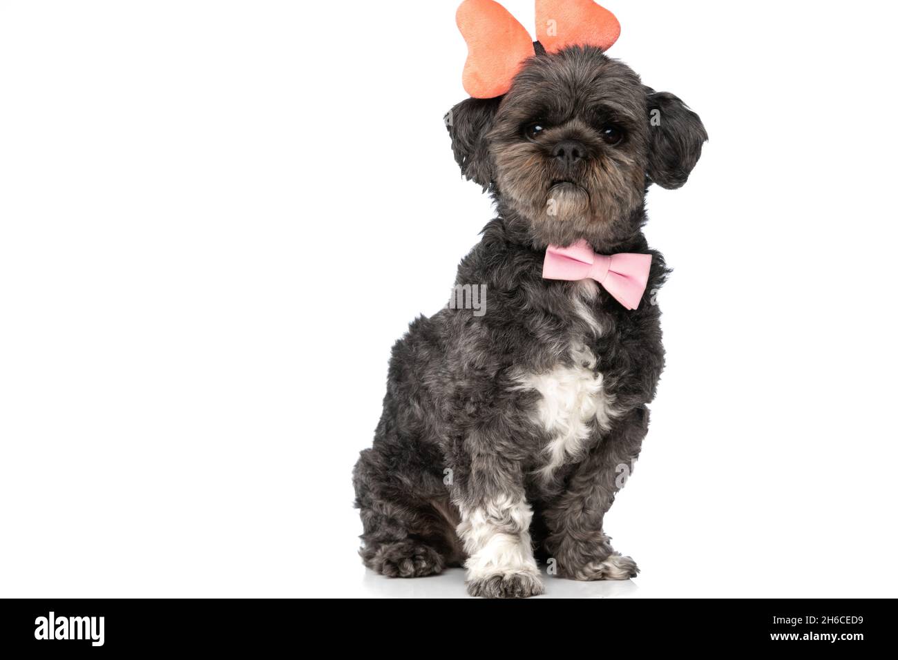 sweet metis dog wearing an orange bow, a pink bowtie and sitting ...