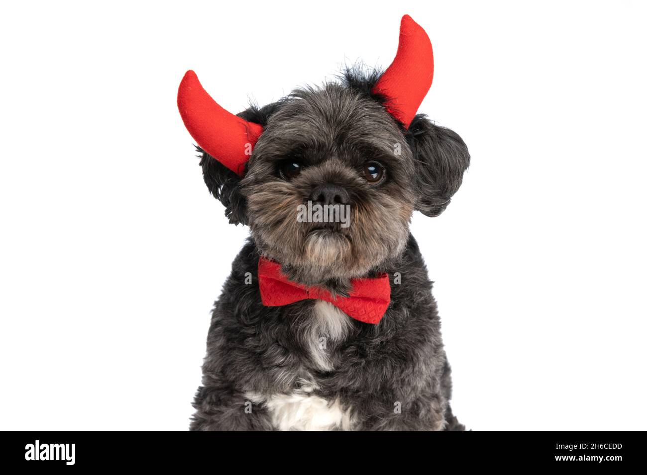cute little metis dog wearing devil horns and a red bowtie at neck on ...