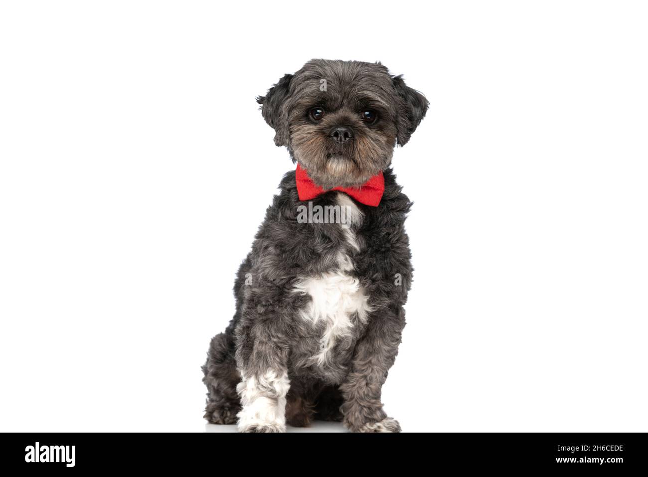 cute little metis dog wearing a red bowtie at neck and sitting on white ...