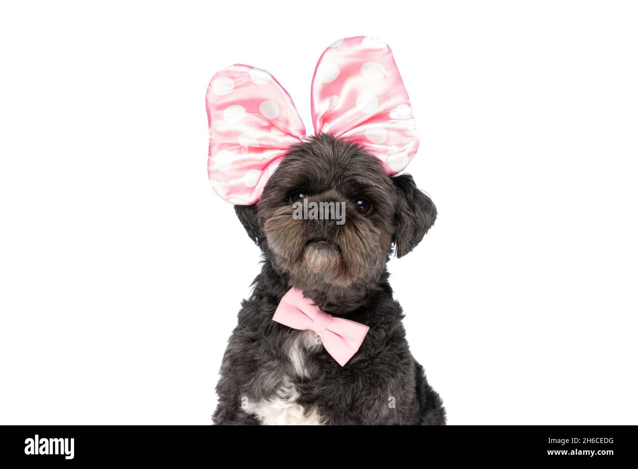 adorable metis dog wearing a pink bow on head and a bowtie at neck on ...