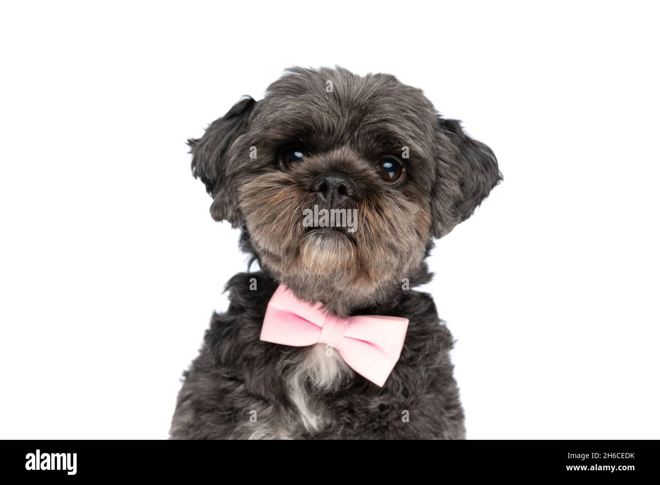 close up on a cute metis dog wearing a pink bowtie and sitting against ...