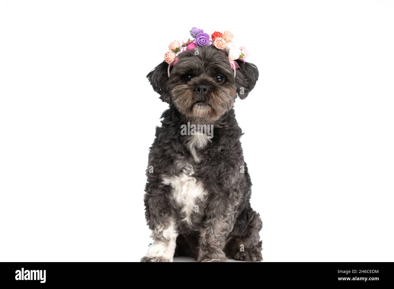 seated beautiful metis dog wearing a headband of flowers against white ...