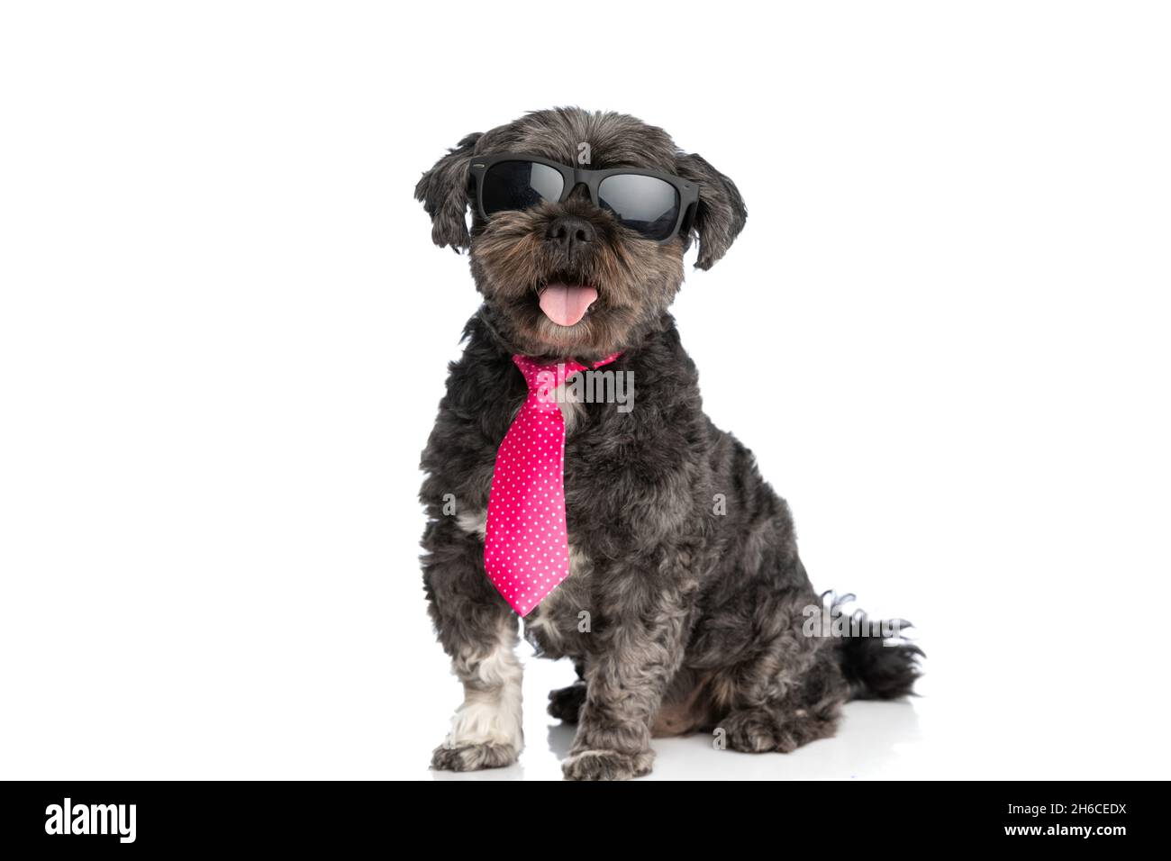 cool metis dog sticking out tongue at the camera, wearing a pink tie ...
