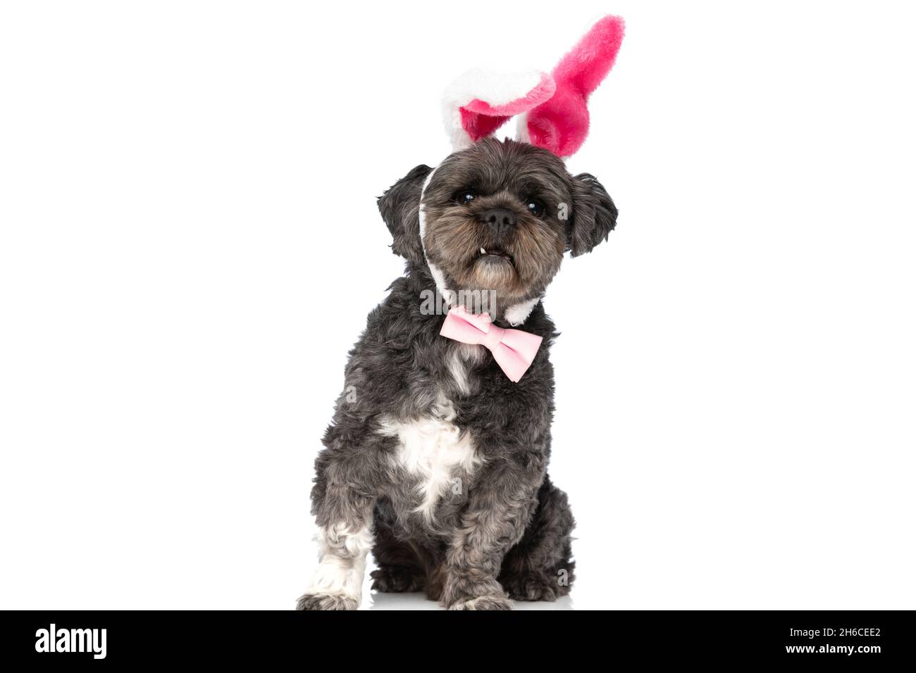 seated adorable metis dog wearing a pink bowtie and bunny ears against ...