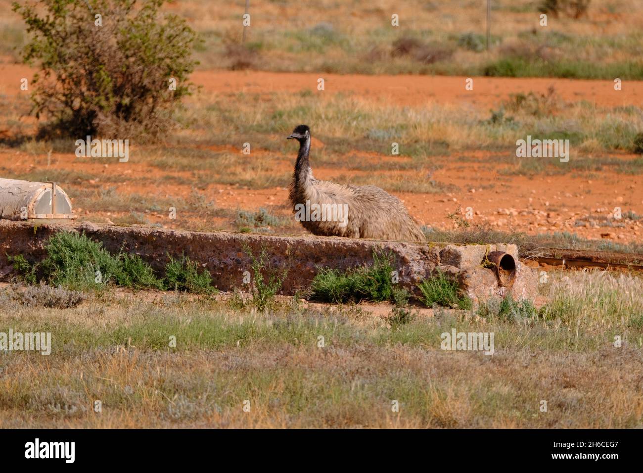 Emu drinking at a trough in the Flinders Ranges in Australia Stock ...