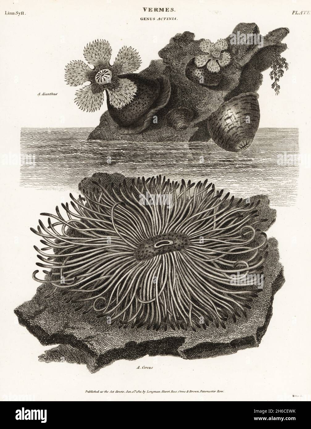 Actinia candida hi-res stock photography and images - Alamy