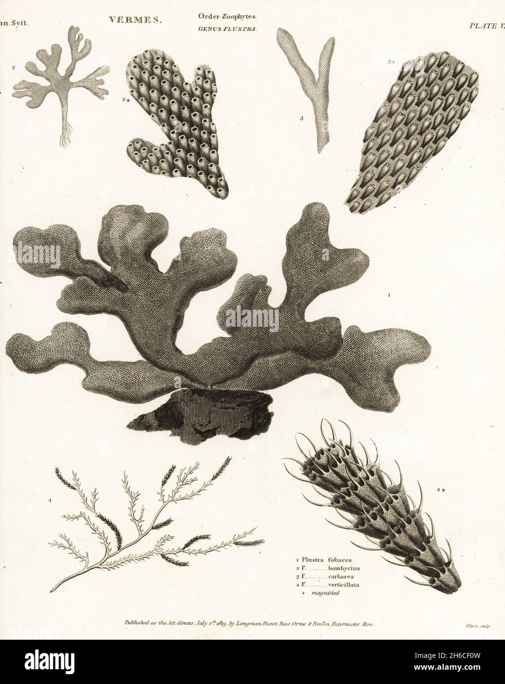 Species of Bryozoans: Flustra foliacea 1, Flustra bombycina 2, Carbasea ...